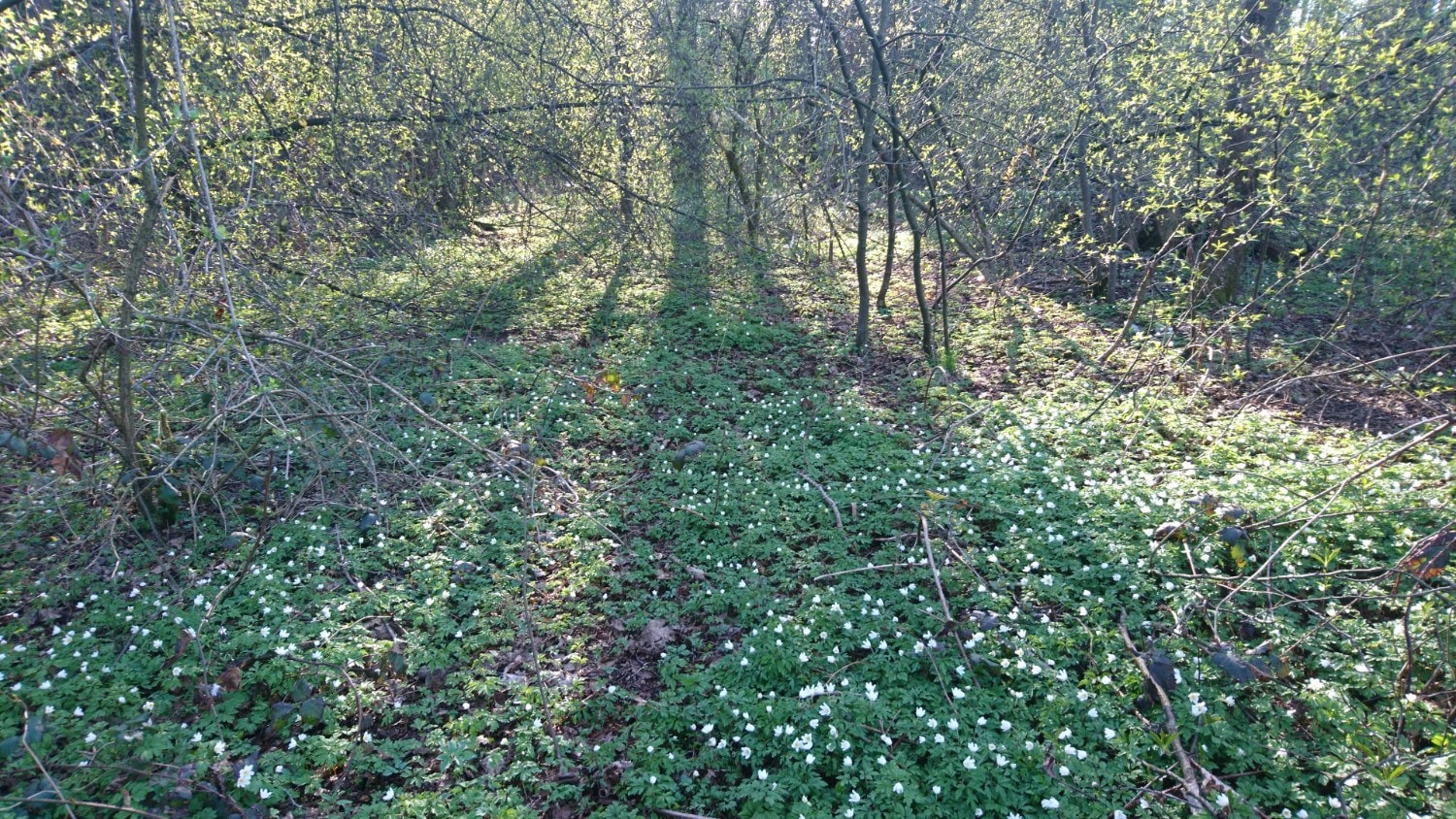 The pond of Koseze - Erratic engineeress