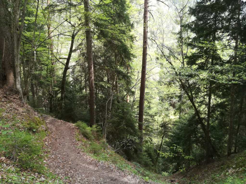 Borjomi - Kharagauli national park - Erratic engineeress