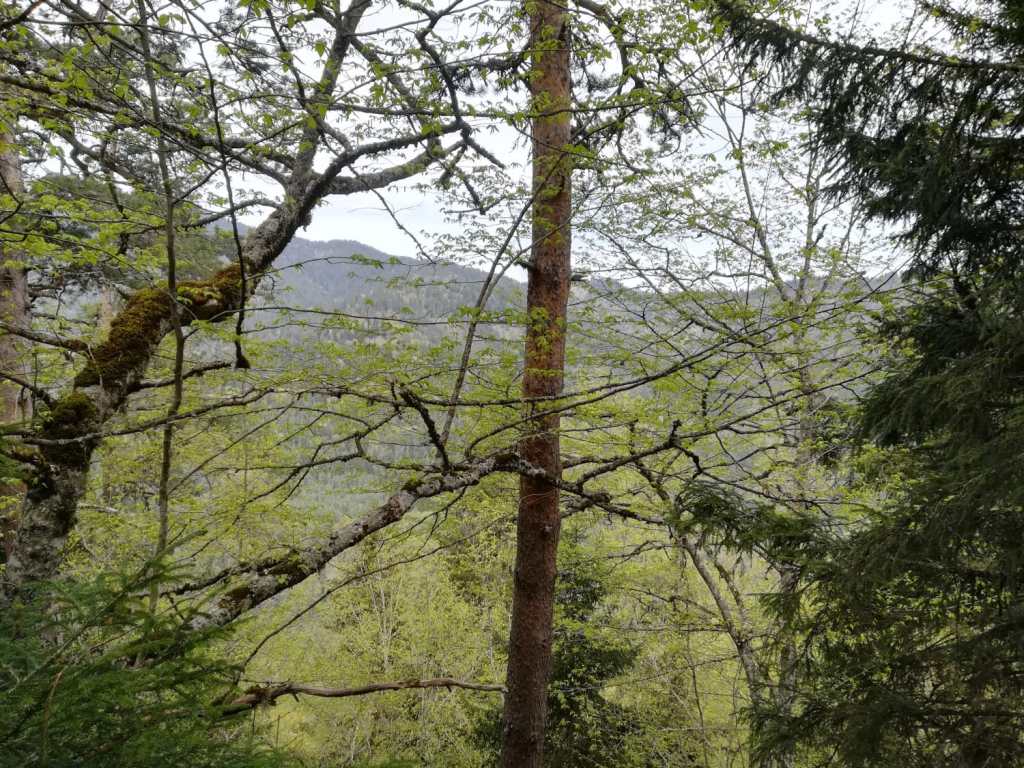 Borjomi - Kharagauli national park - Erratic engineeress
