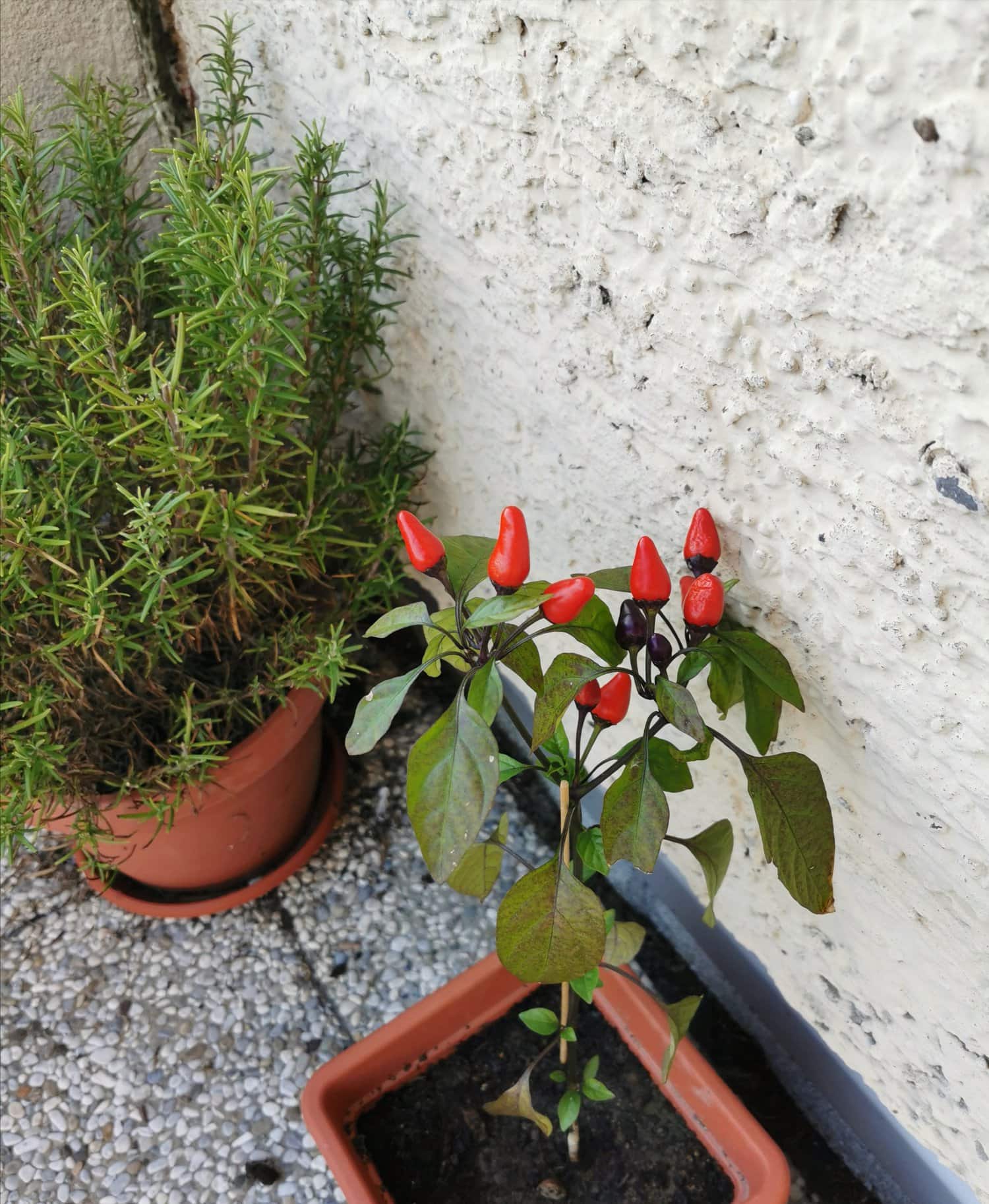 Urban gardening and sustainable food production - Erratic engineeress