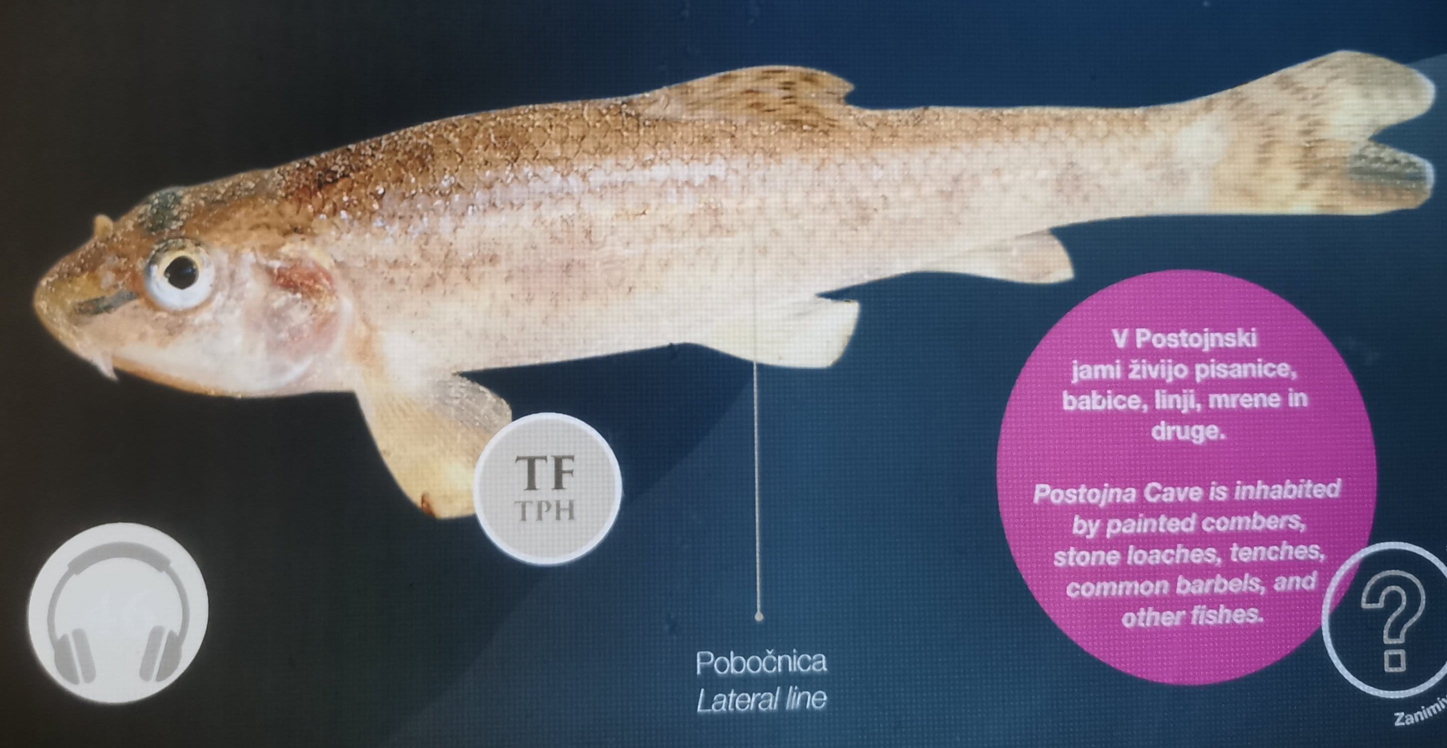 Postojna cave - Erratic engineeress