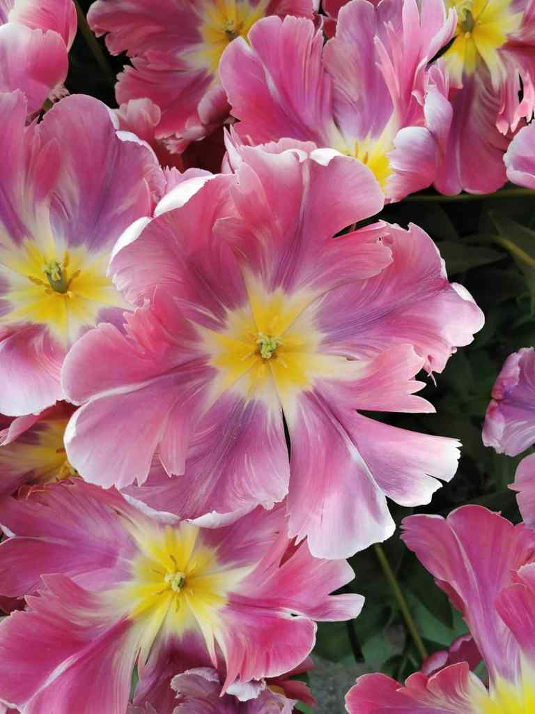 Keukenhof tulip gardens - Erratic engineeress