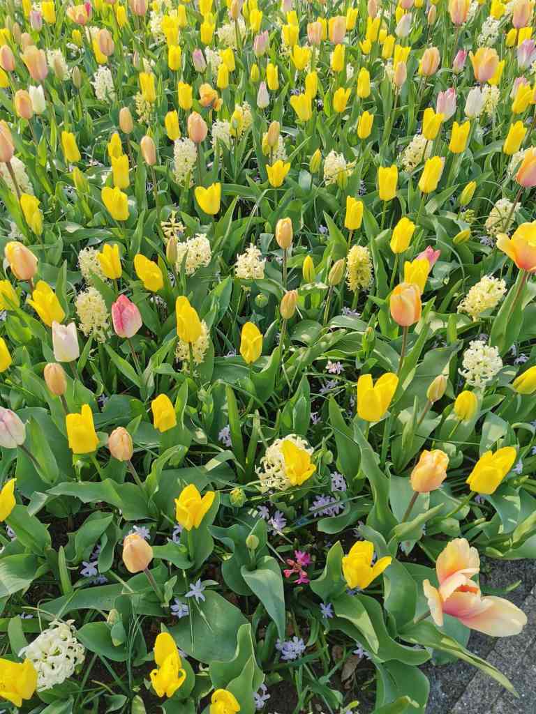 Keukenhof tulip gardens - Erratic engineeress