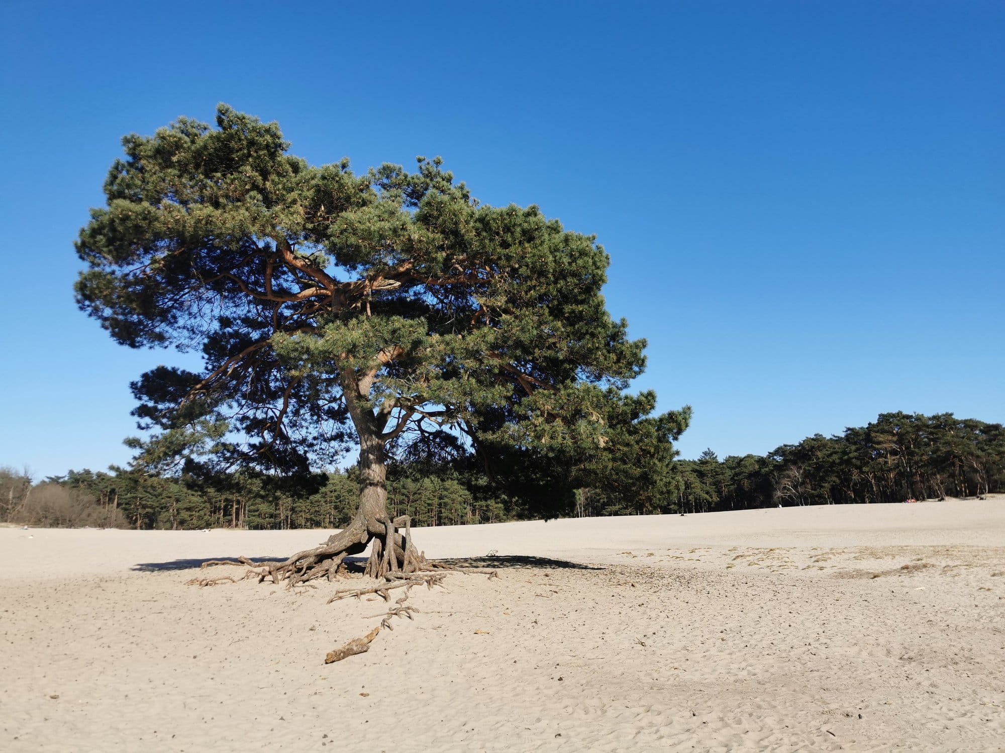 Lange Duinen sand dunes - Erratic engineeress