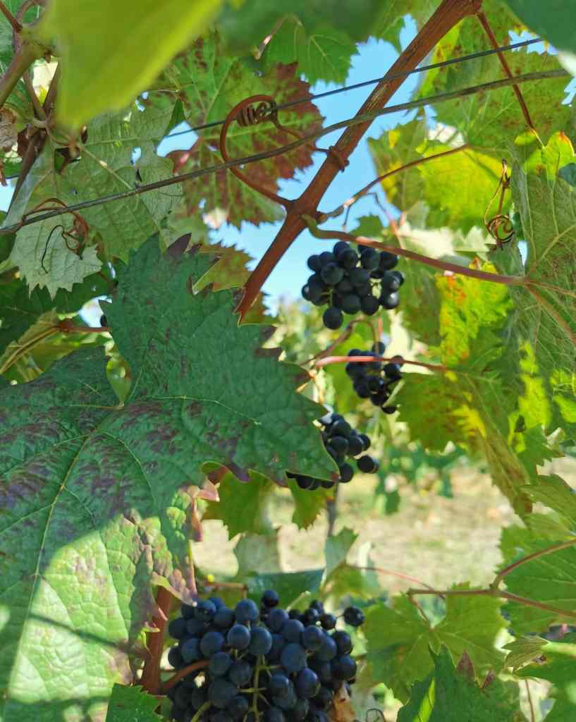 Impressions from a Slovenian grape harvest - Erratic engineeress
